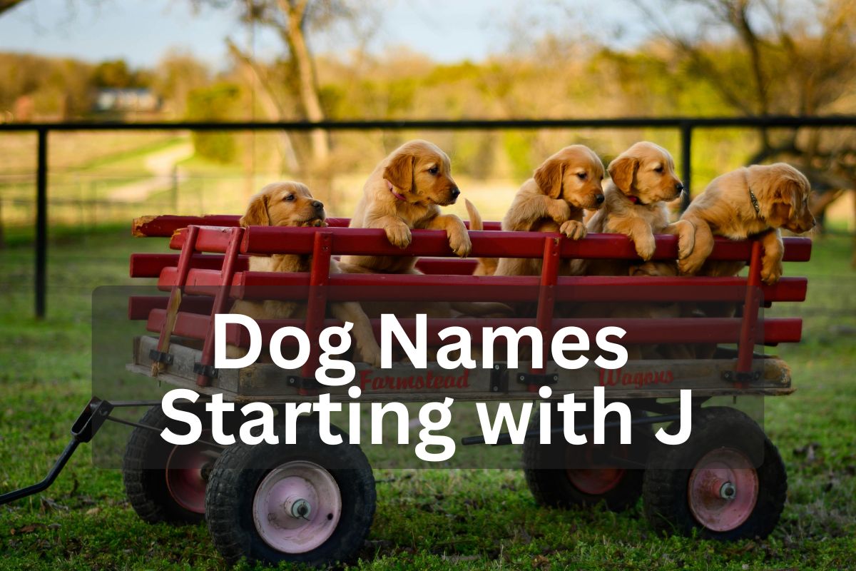 418 Dog Names Starting with J Both Male and Female